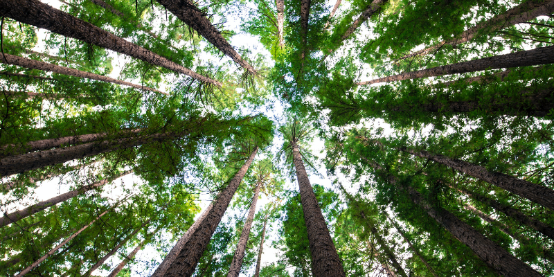 The Benefits of Forest Bathing | Holistic Wellness | Mindset | doTERRA ...